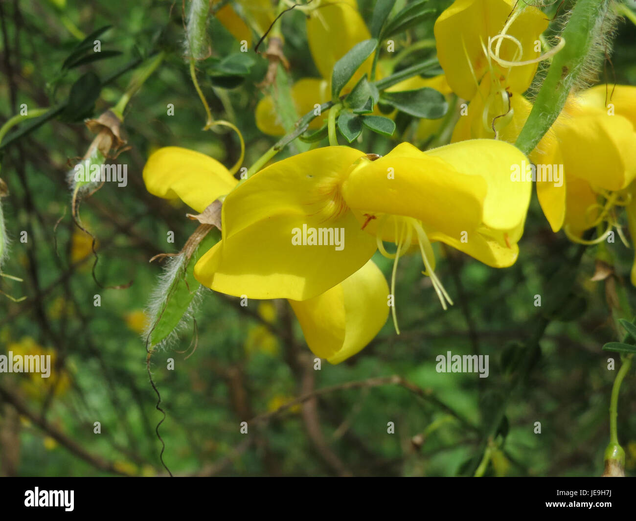 Cytisus scoparius, commonly known as Scotch broom, is a flowering shrub ...
