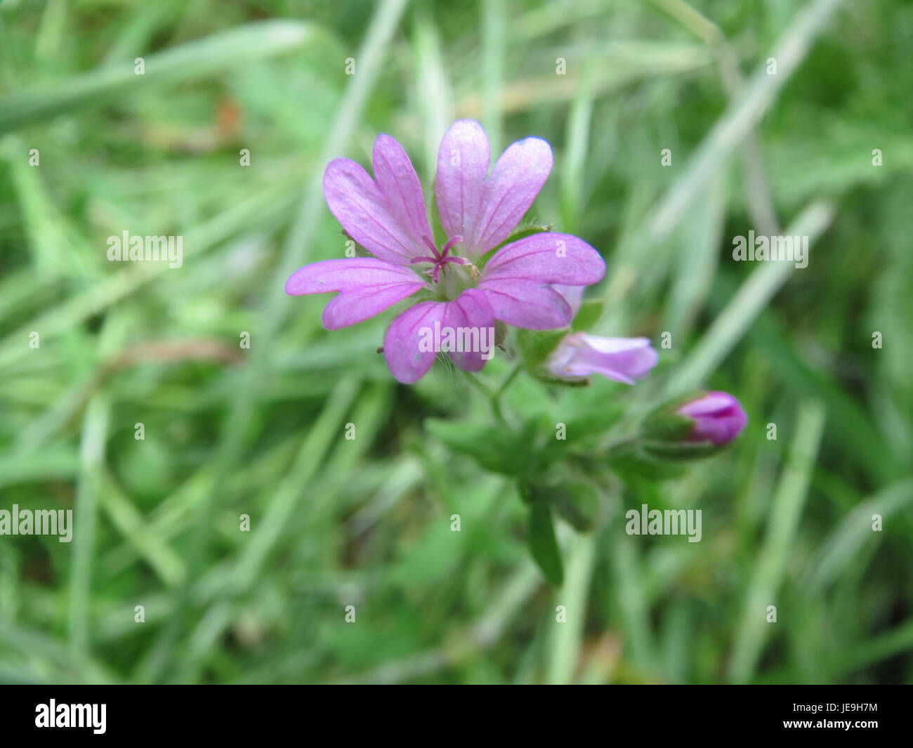 Geranium molle, also known as herb Robert, is a perennial plant species ...
