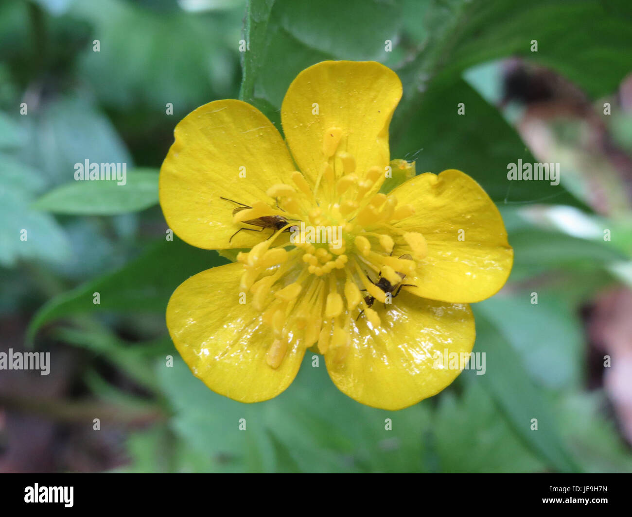 Ranunculus acris, also known as meadow buttercup, is a flowering plant ...