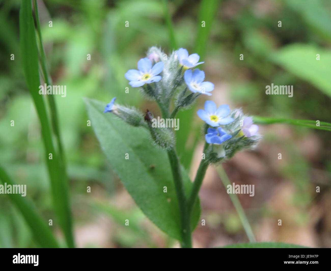 Floral arrangement features small hi-res stock photography and images ...