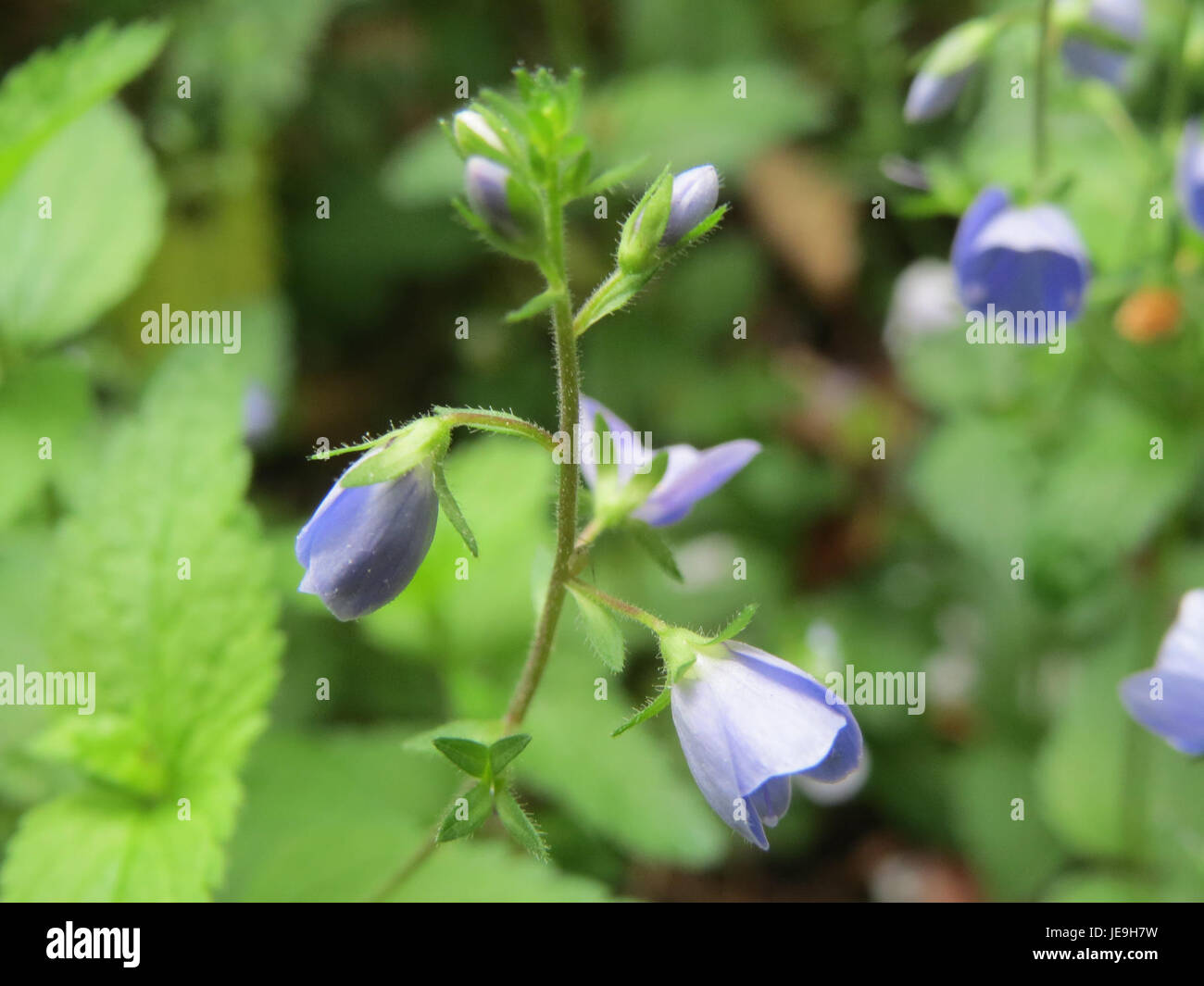 Veronica chamaedrys, known as the germander speedwell, is a small ...