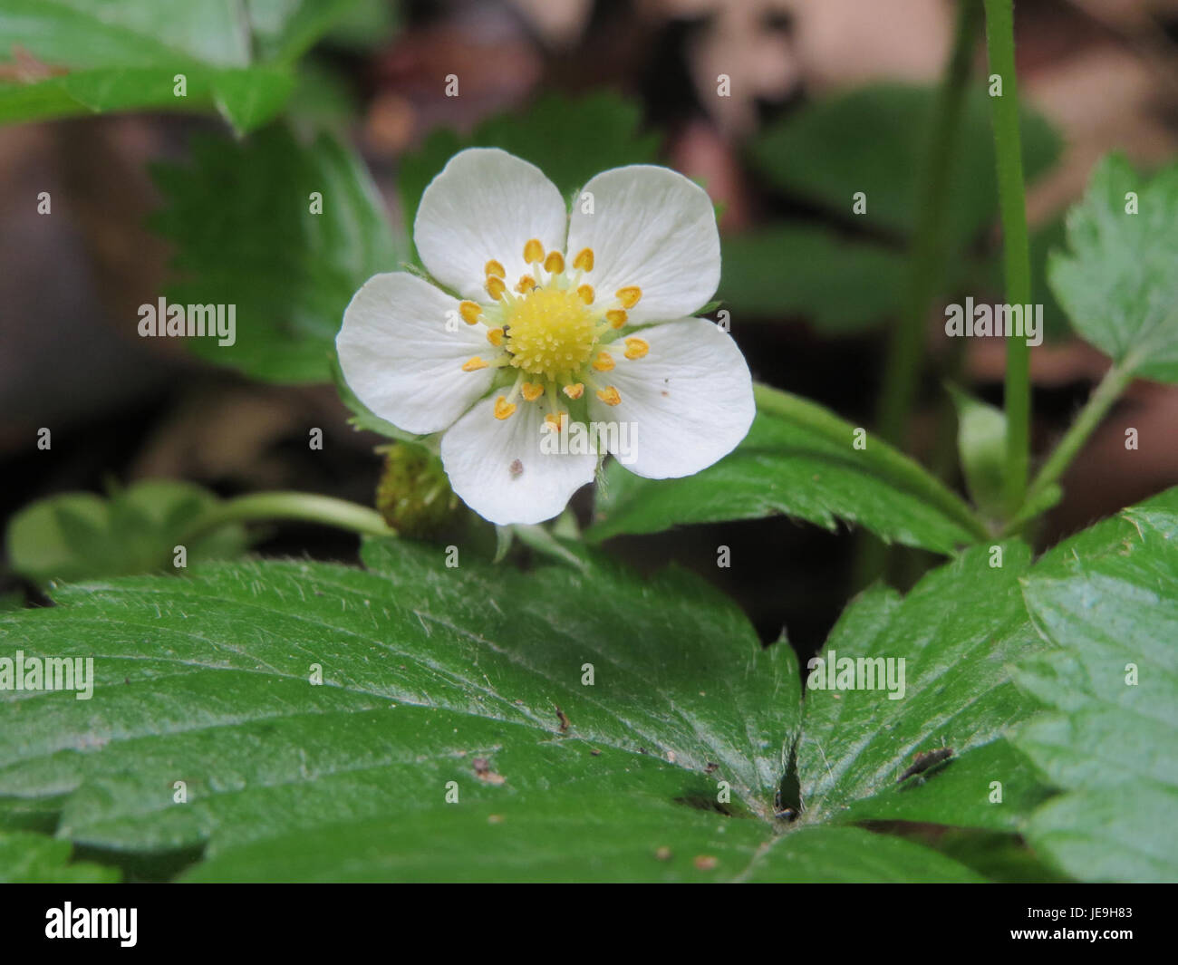 Fragaria vesca species hi-res stock photography and images - Alamy