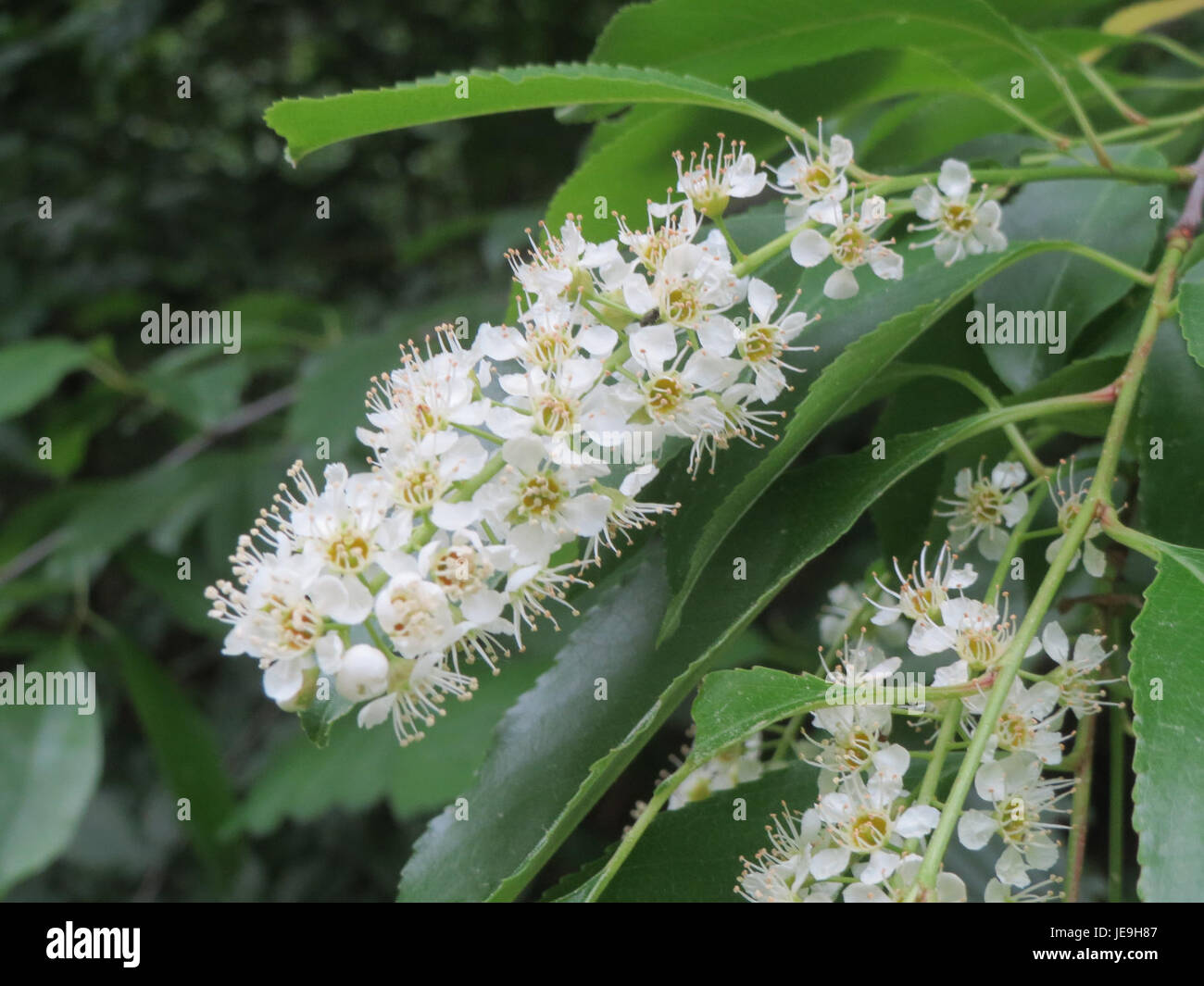 Support trees with cherry wood hi-res stock photography and images - Alamy