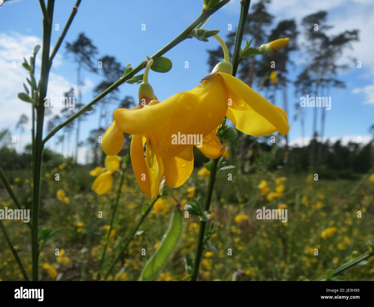 This image likely depicts Cytisus scoparius, commonly known as Scotch ...