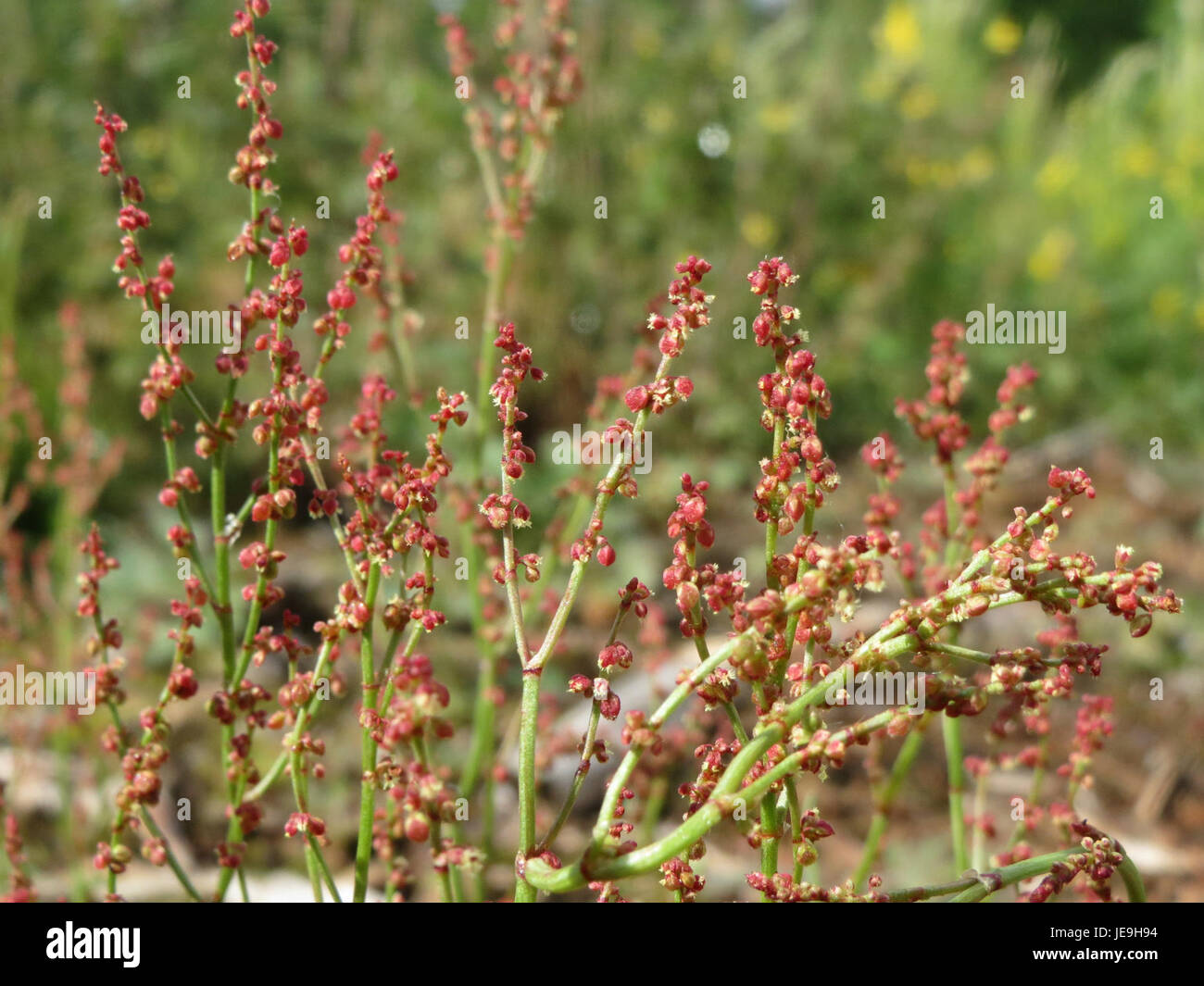 Sheep sorrel rumex acetosella hi-res stock photography and images - Alamy