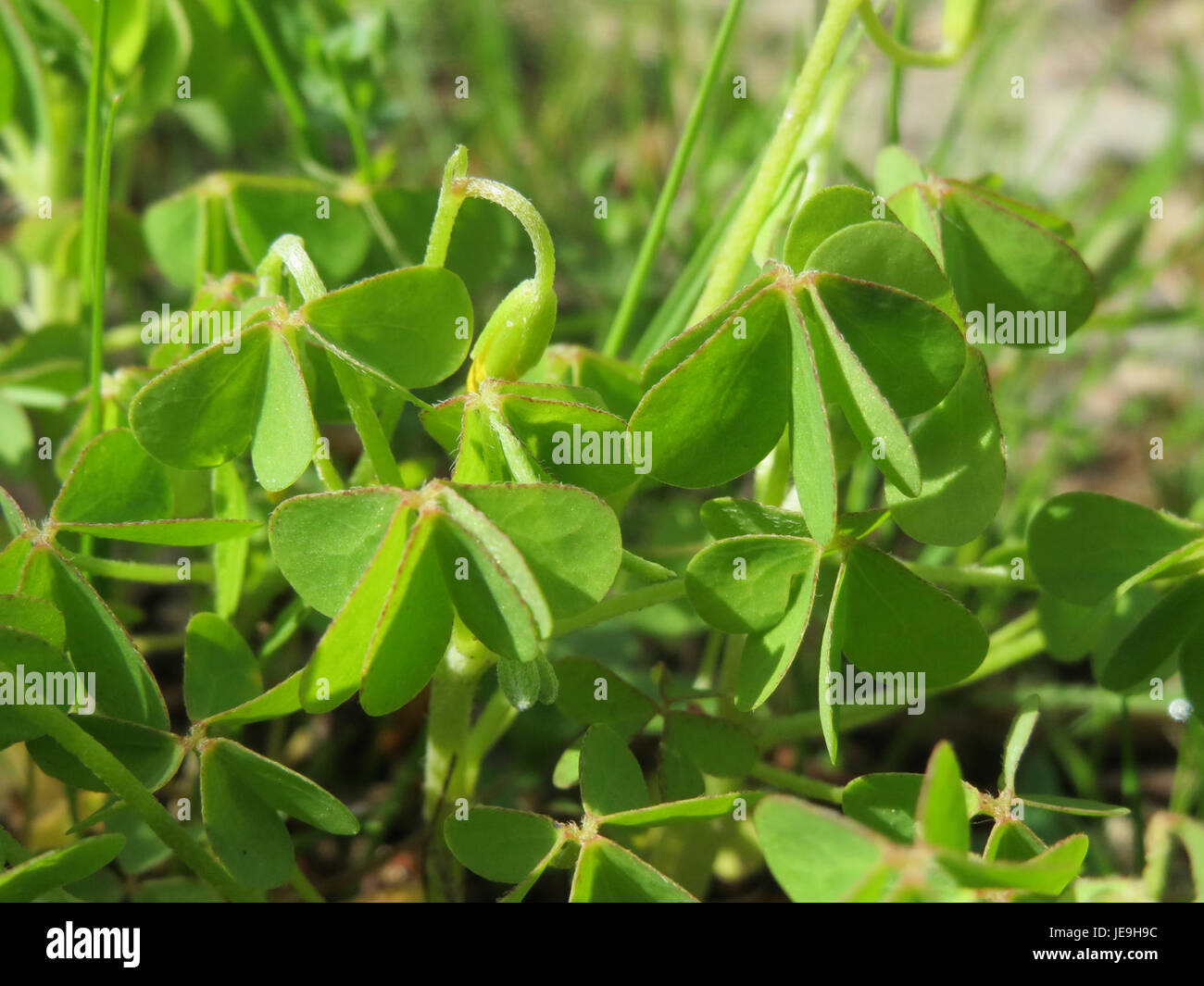 Oxalis stricta, also known as common yellow woodsorrel, is a small ...