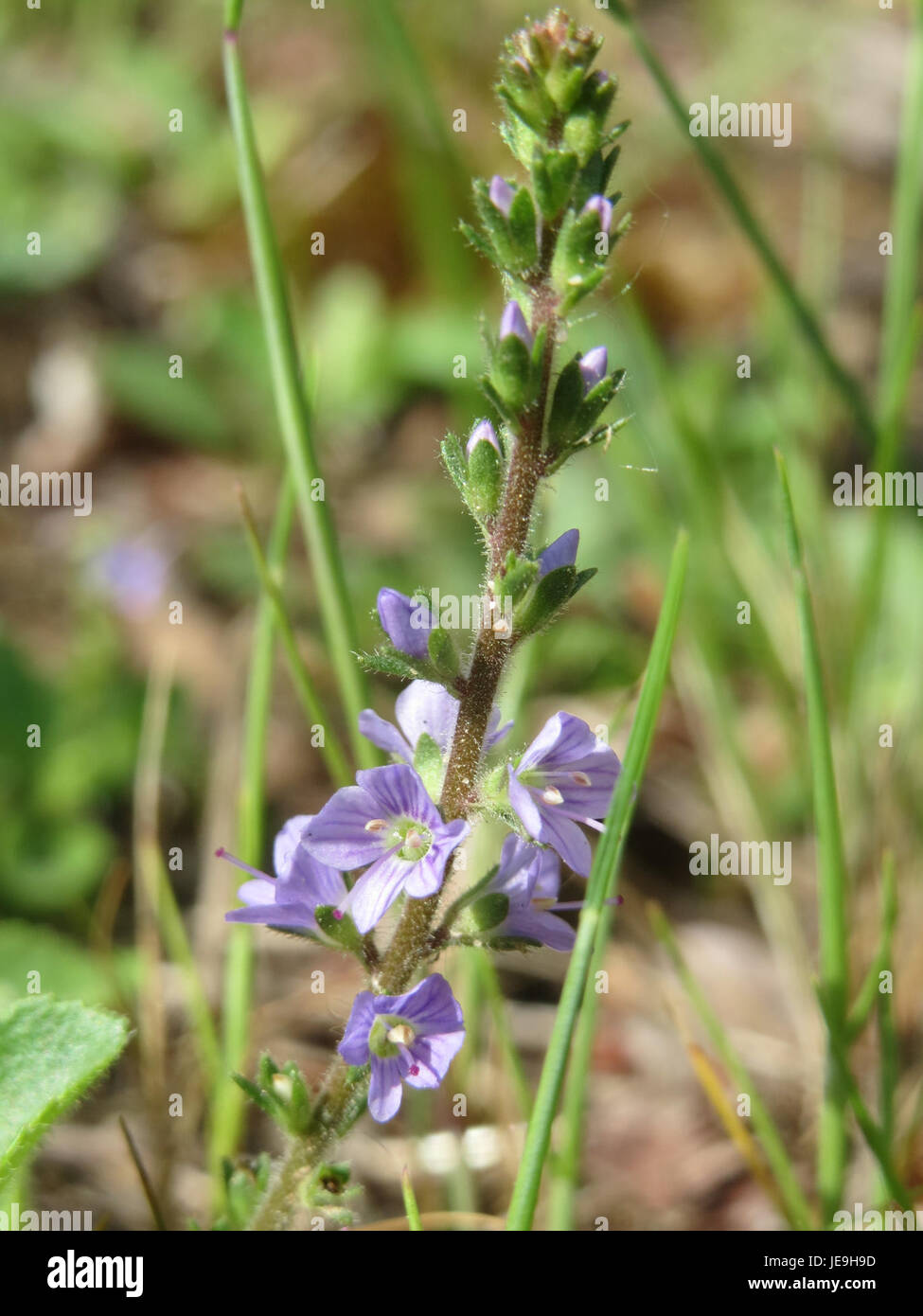 Veronica officinalis, commonly known as speedwell, is a flowering plant ...