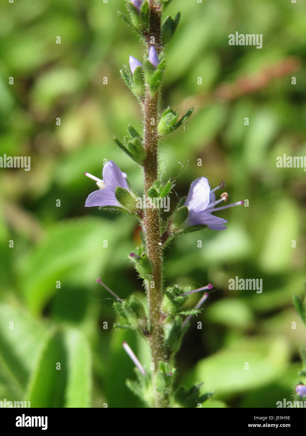 Speedwell identification hi-res stock photography and images - Alamy