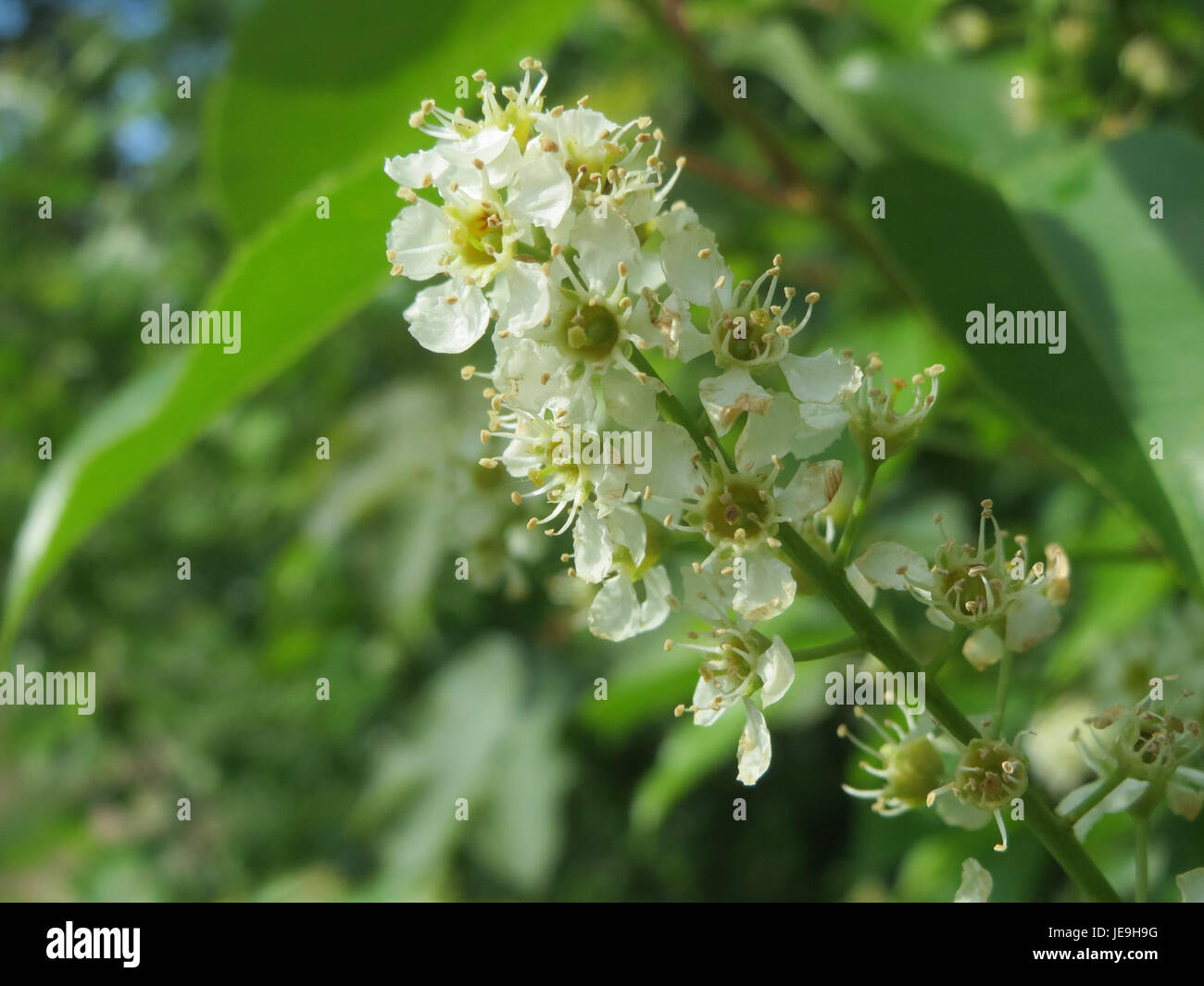 Prunus serotina, also known as black cherry, is a tree species native ...