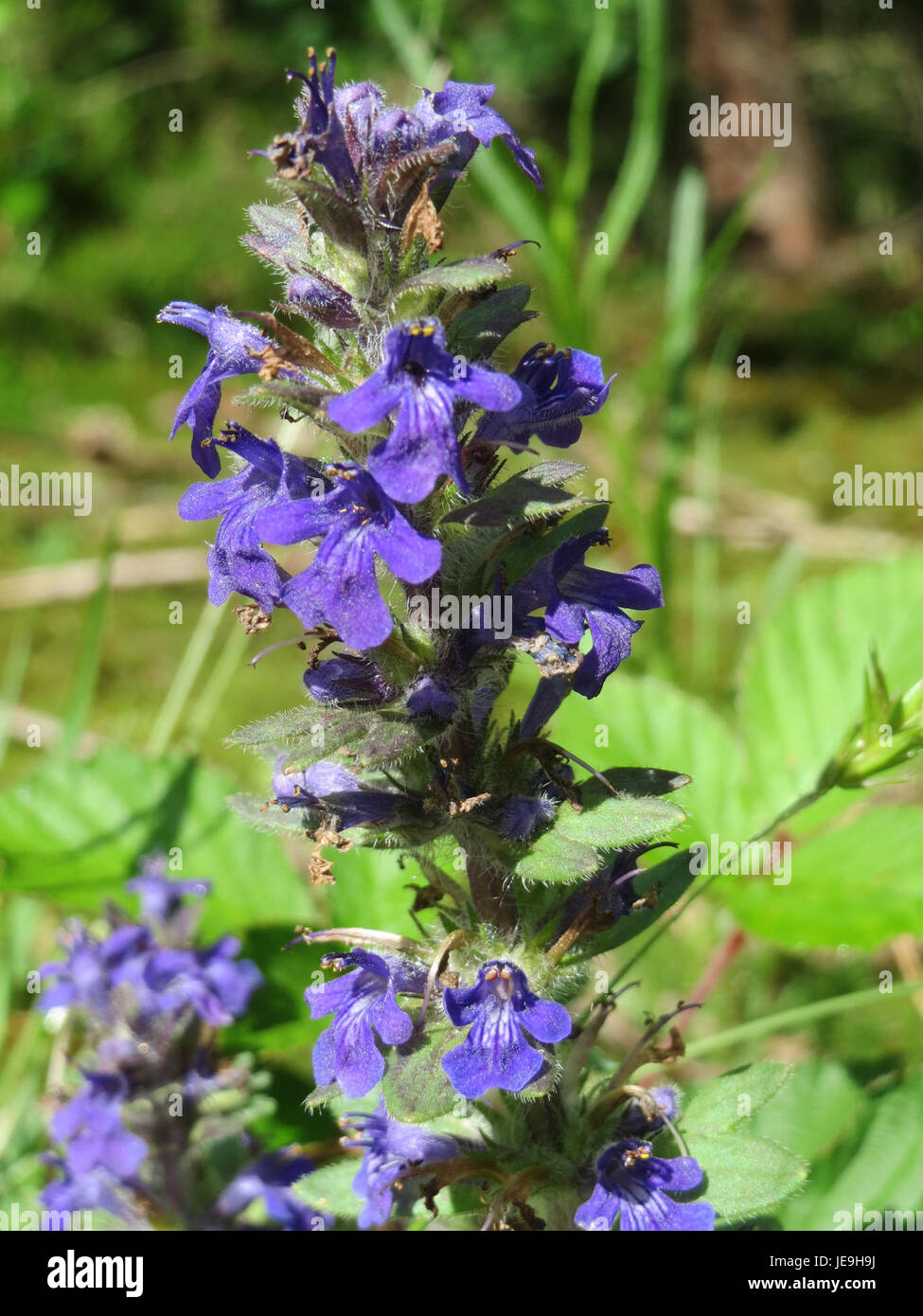 Ajuga reptans, commonly known as bugleweed, is a low-growing, perennial ...