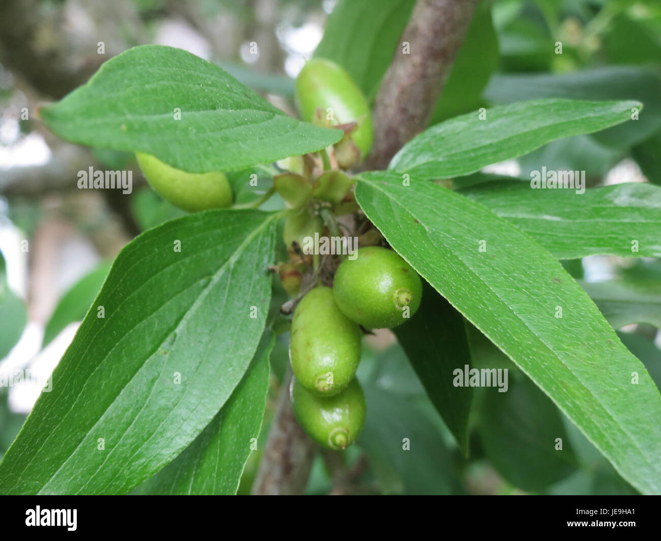 Cornus mas, also known as the cornelian cherry, is a deciduous shrub ...