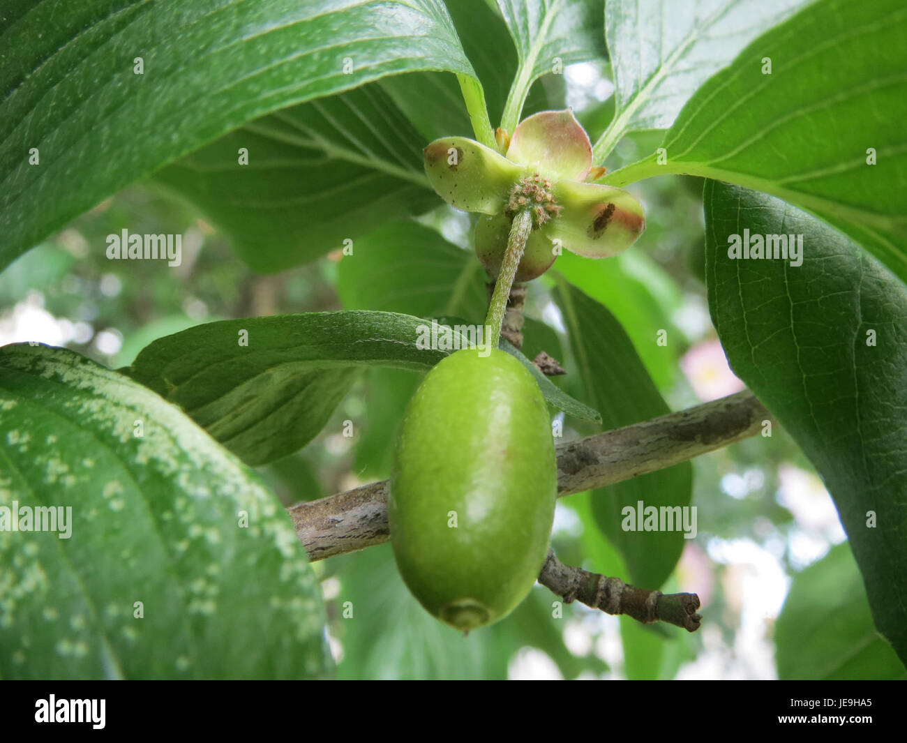 Cornus mas, also known as the cornelian cherry, is a small deciduous ...