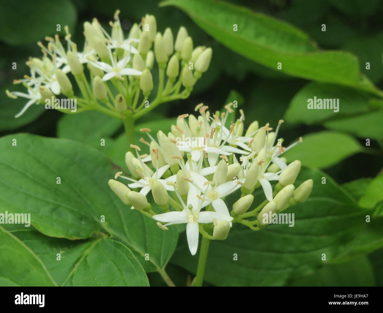 Cornus sanguinea, known as the dogwood, is a deciduous shrub native to ...