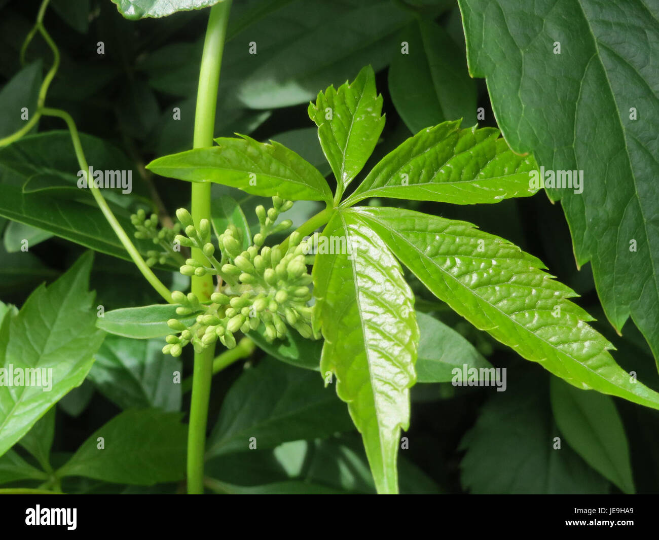 Parthenocissus quinquefolia, commonly known as Virginia creeper, is a ...