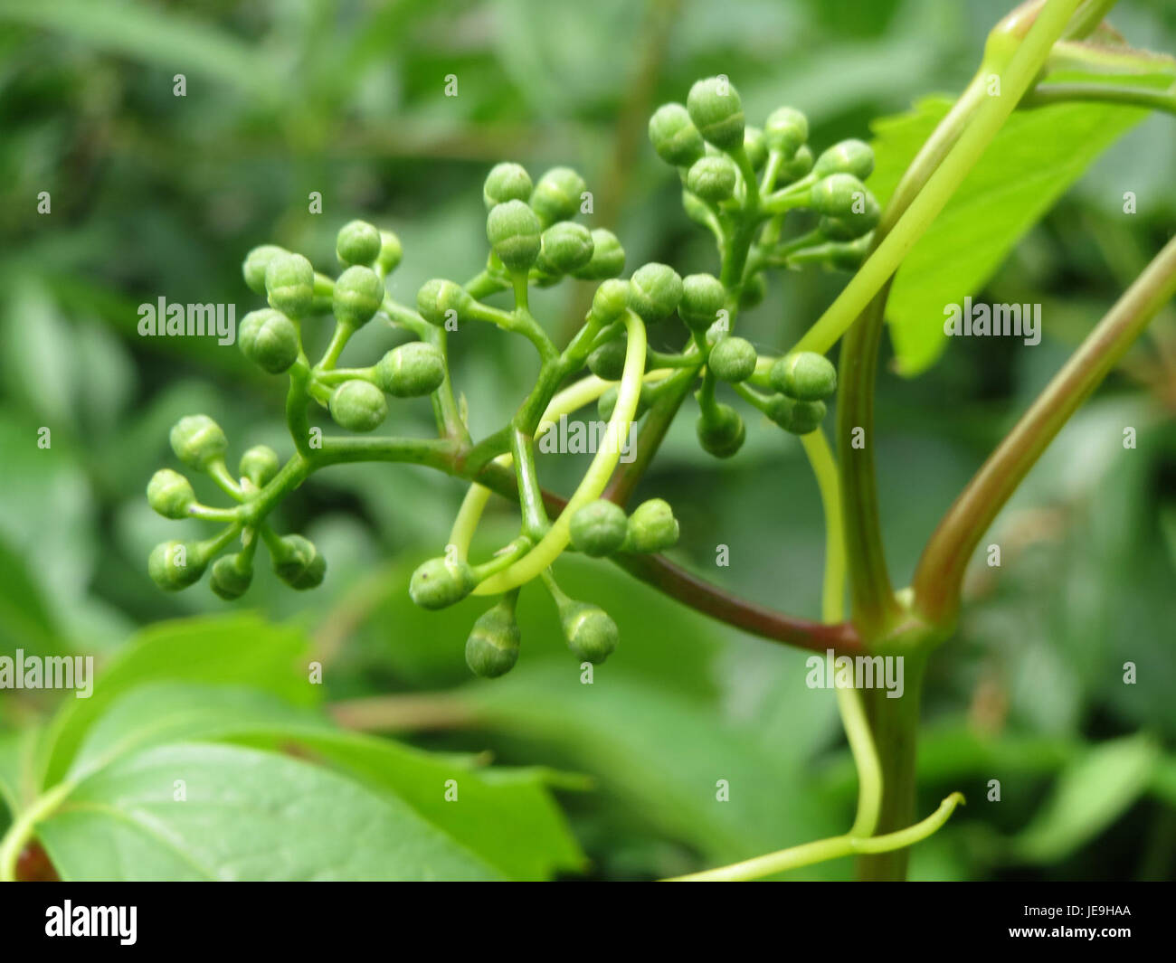 An image of Parthenocissus quinquefolia, also known as Virginia creeper ...