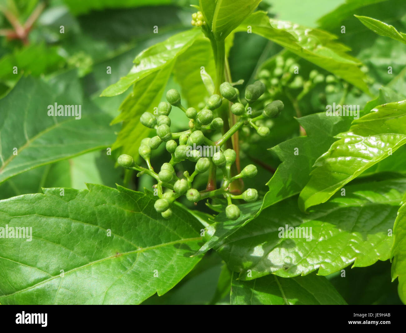 Parthenocissus quinquefolia, also known as Virginia creeper, is a fast ...