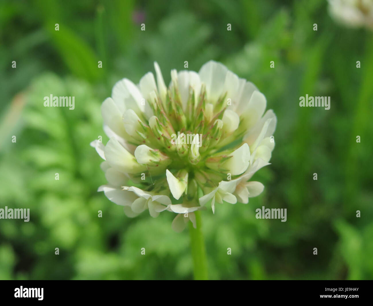 Trifolium repens, commonly known as white clover, photographed in 2014 ...