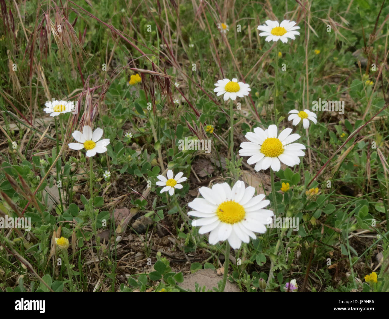 A photograph of Anthemis arvensis, also known as the corn chamomile ...
