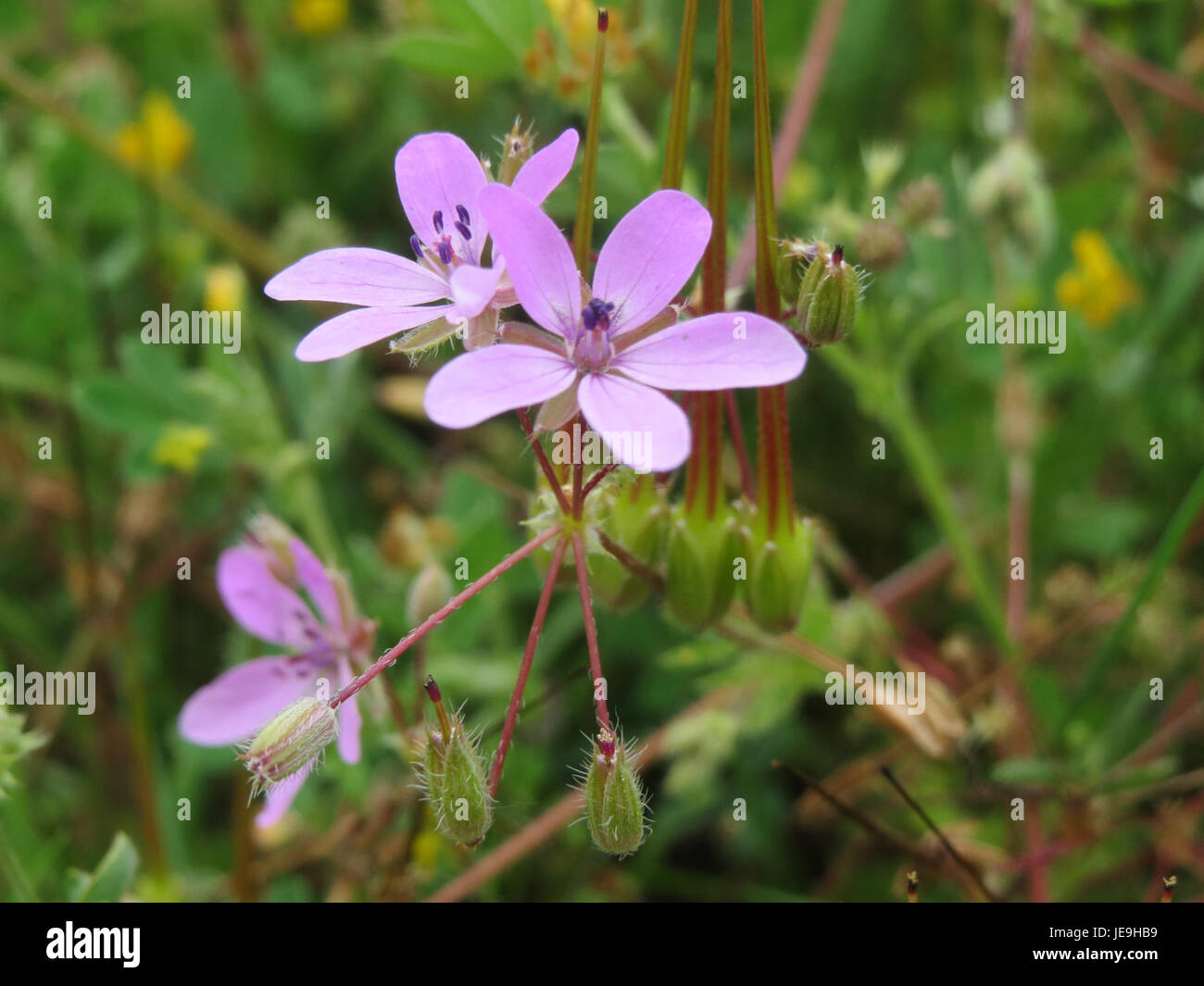 The image shows Erodium cicutarium, also known as redstem filaree, a ...