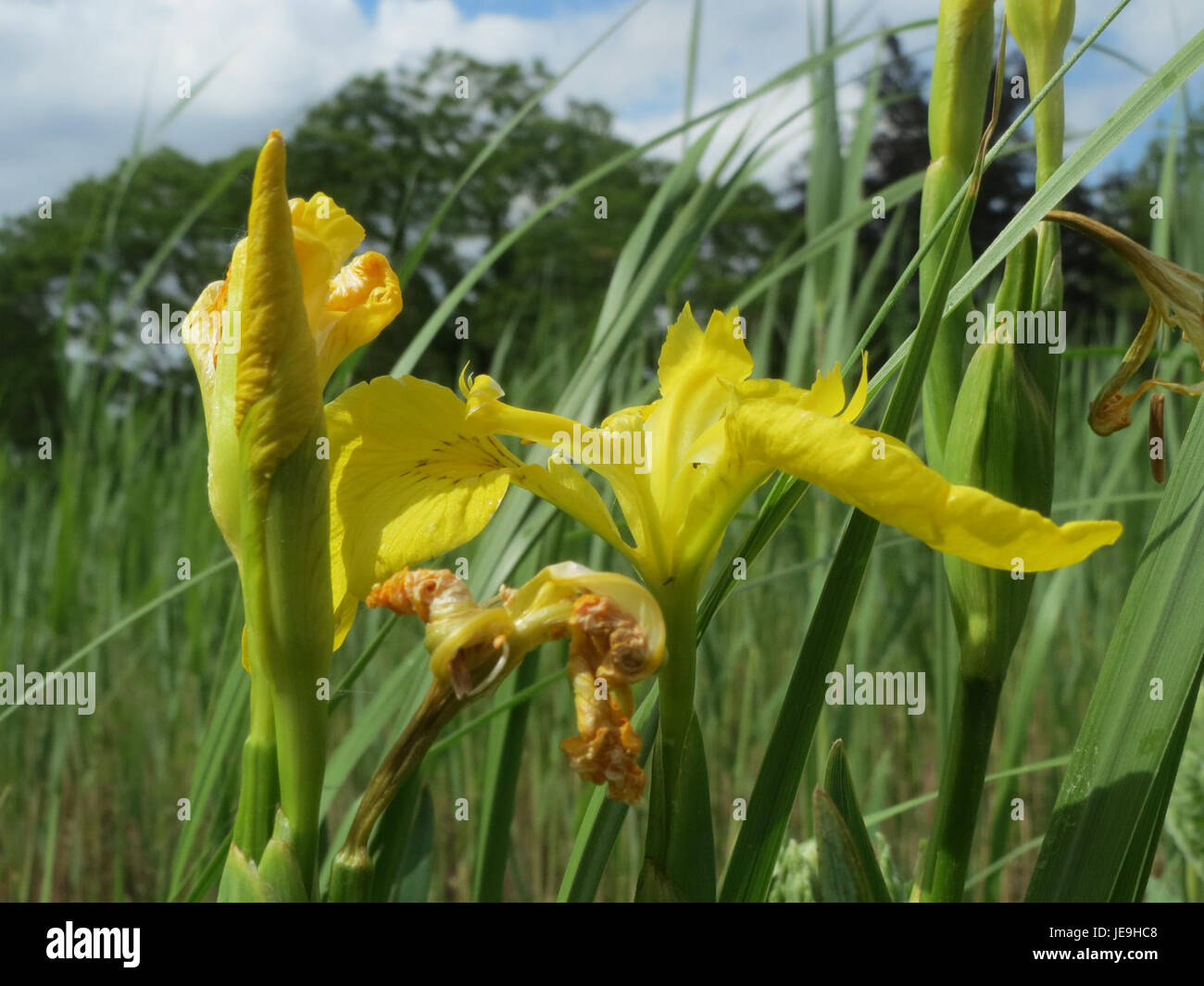 Native wetland species of iris hi-res stock photography and images - Alamy