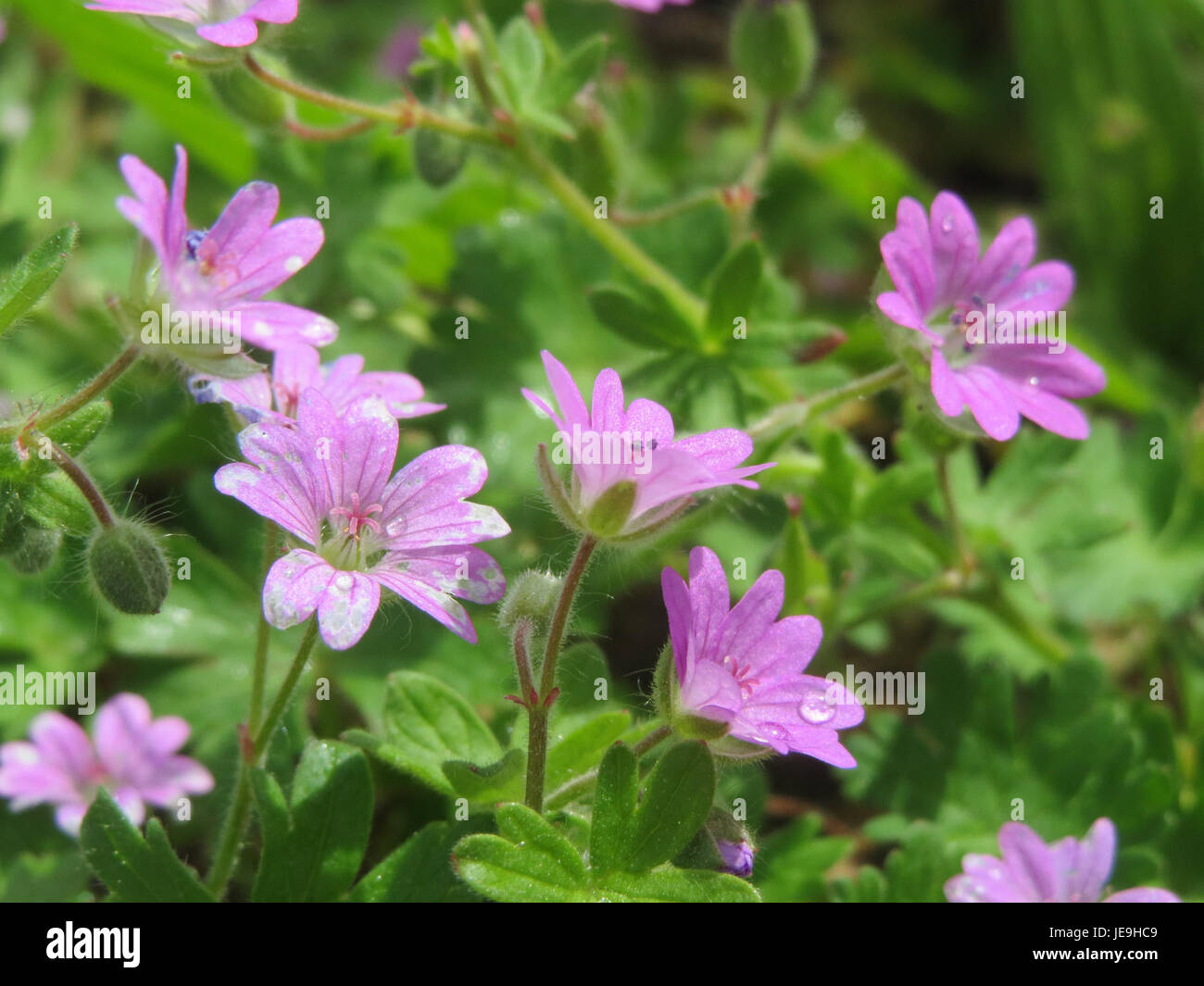 This photograph shows Geranium molle, commonly known as the dove’s-foot ...