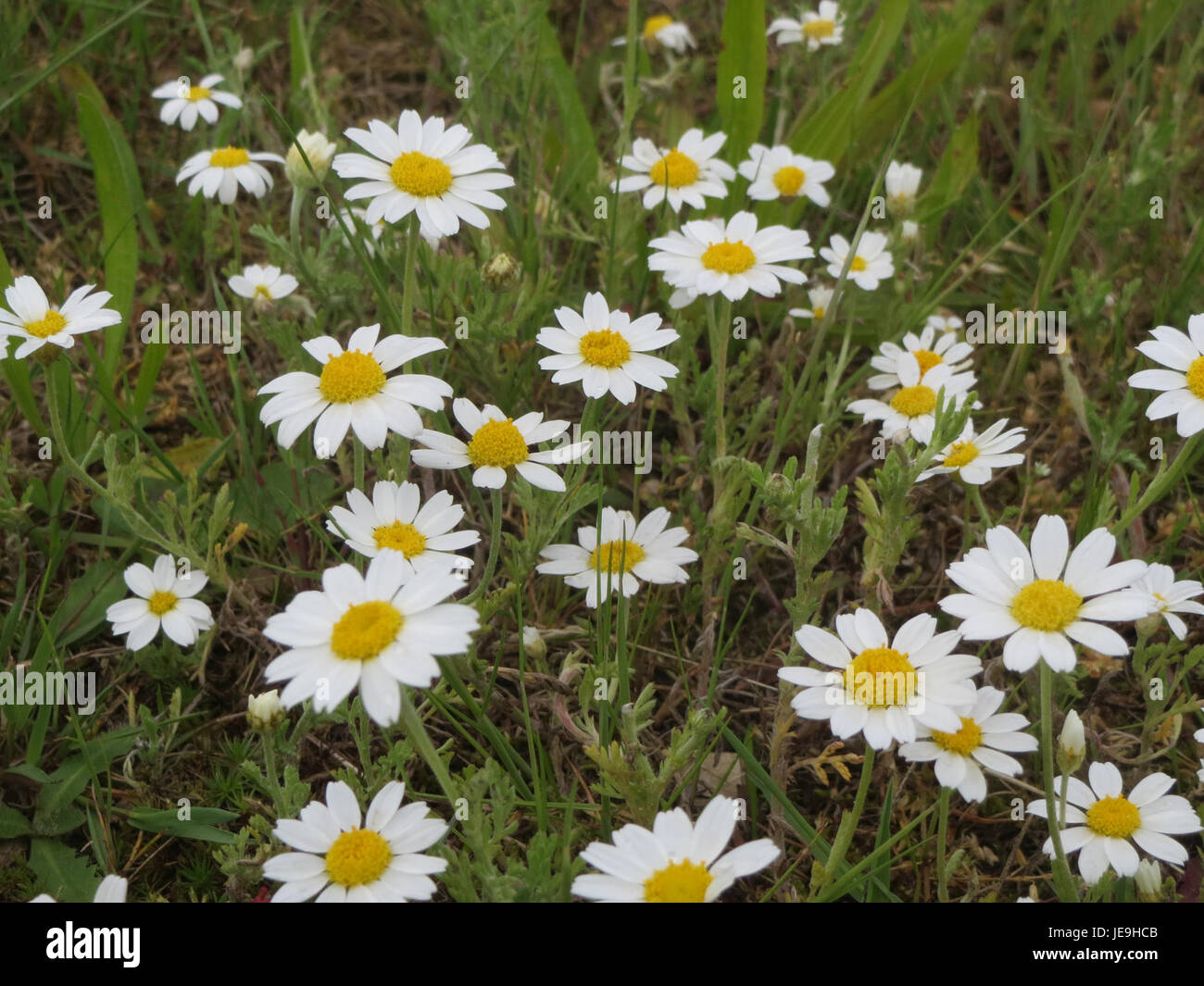 Anthemis arvensis, commonly known as field chamomile, is a wildflower ...