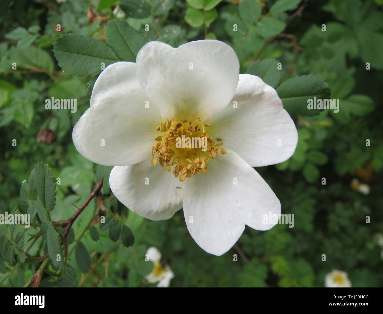Scotch rose hi-res stock photography and images - Alamy