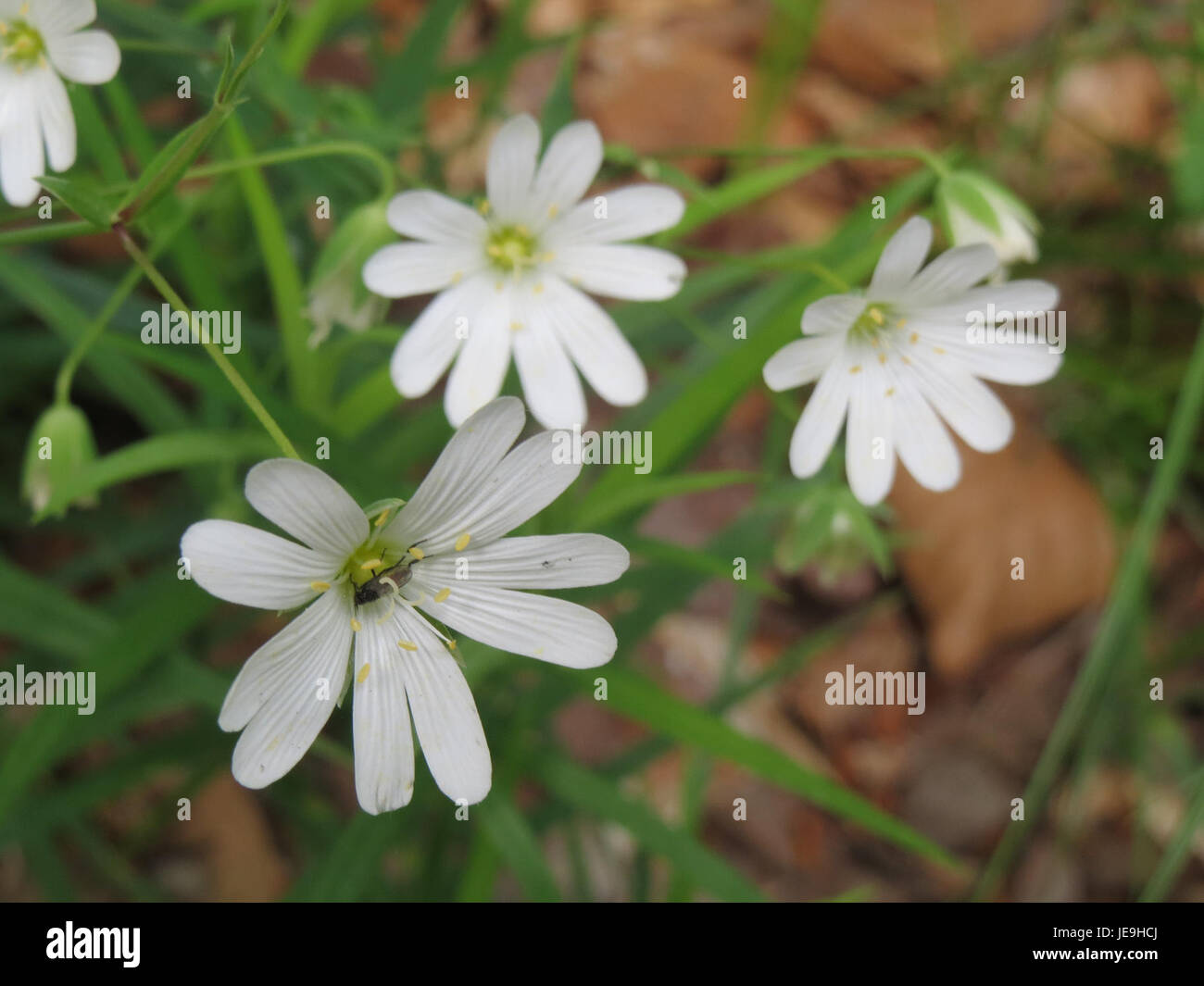 Close up stitchwort flowers hi-res stock photography and images - Alamy