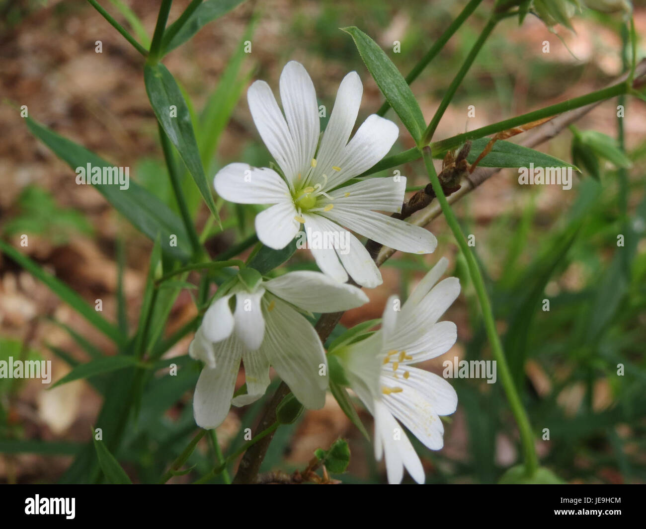 White stellaria holostea flowers hi-res stock photography and images ...