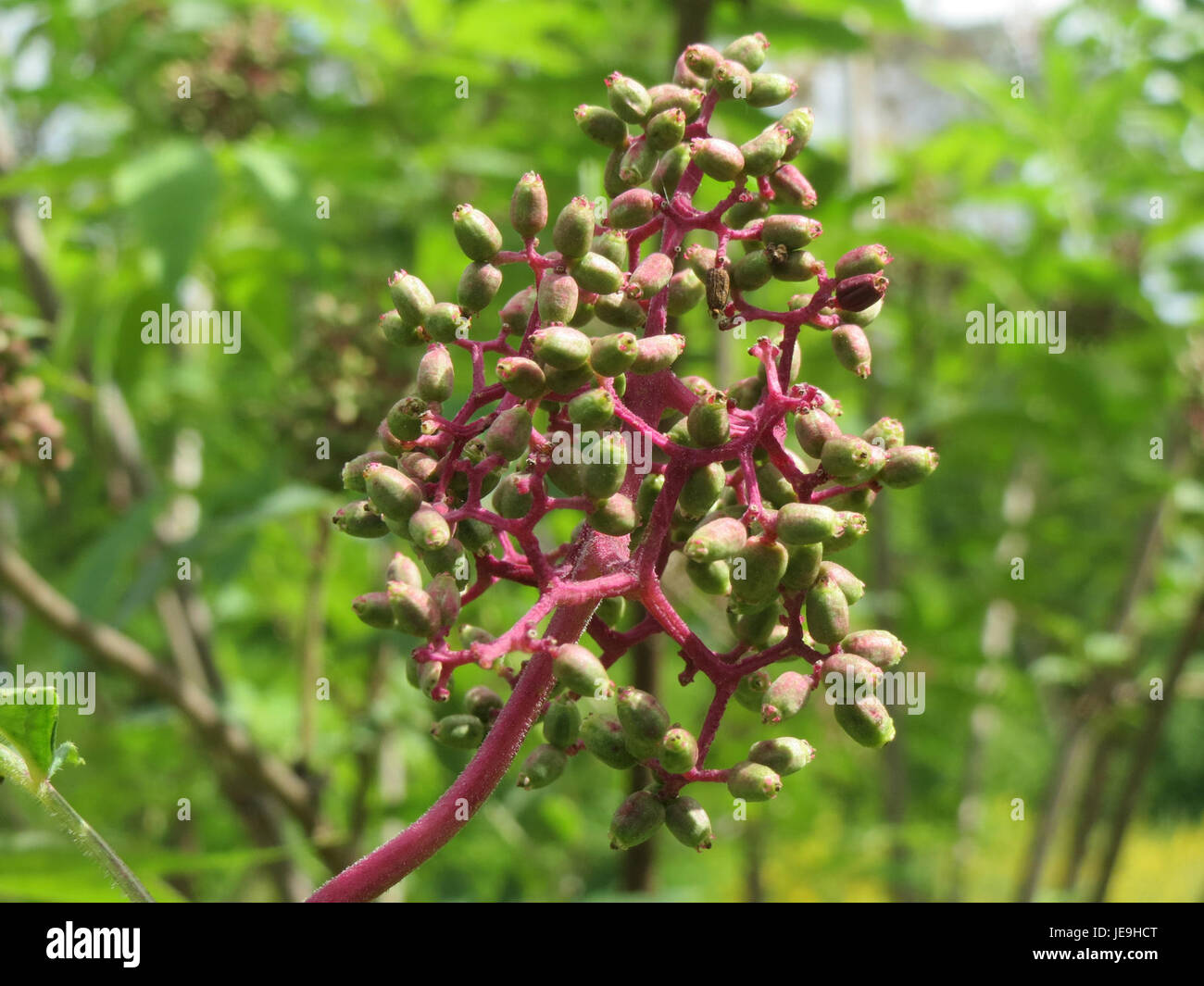 Sambucus racemosa, commonly known as red elderberry, is a shrub native ...