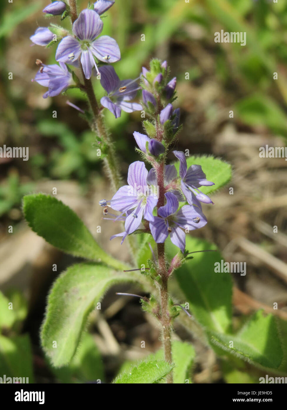 Speedwell identification hi-res stock photography and images - Alamy