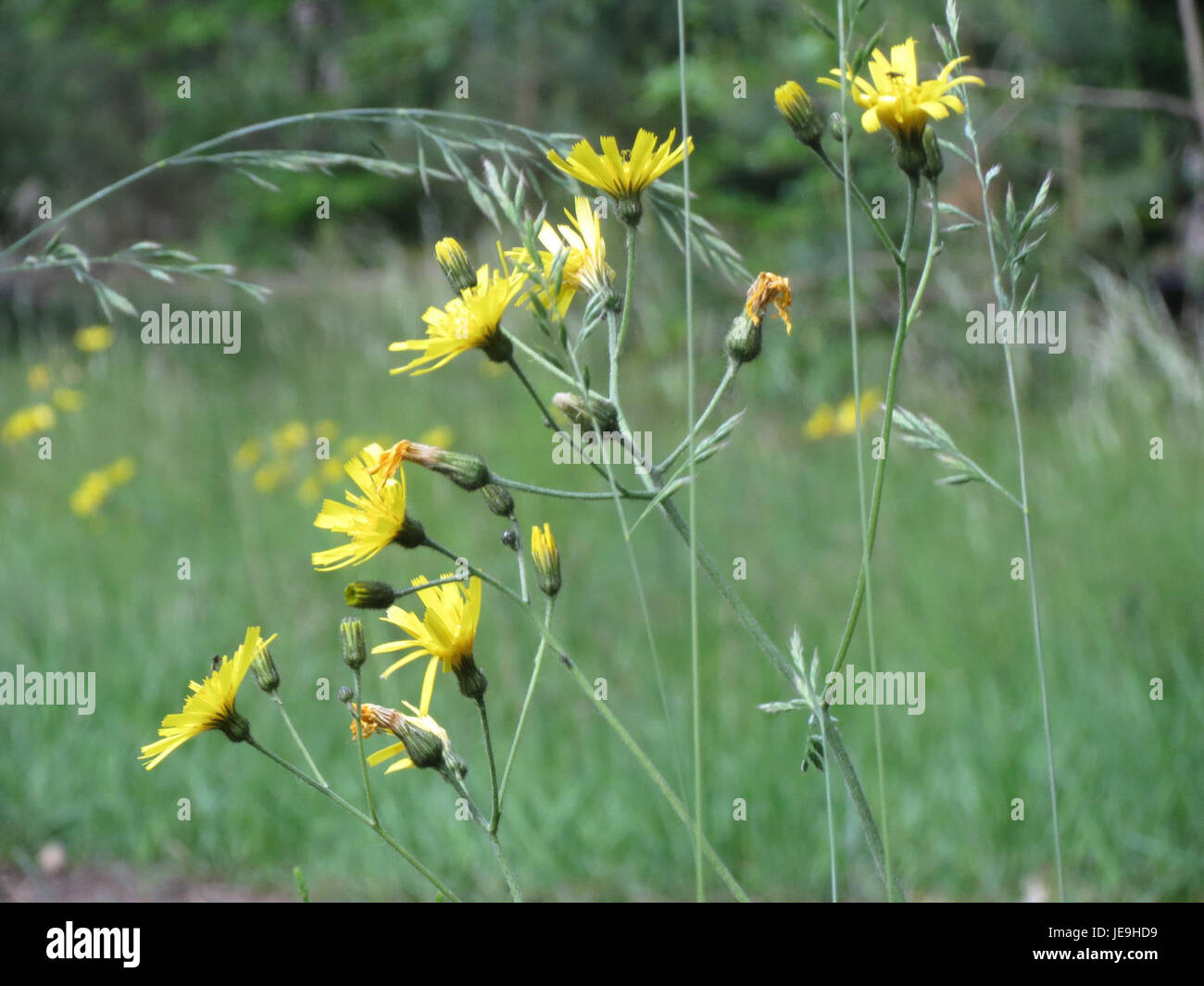Hieracium murorum, also known as the creeping hawkweed, is a perennial ...
