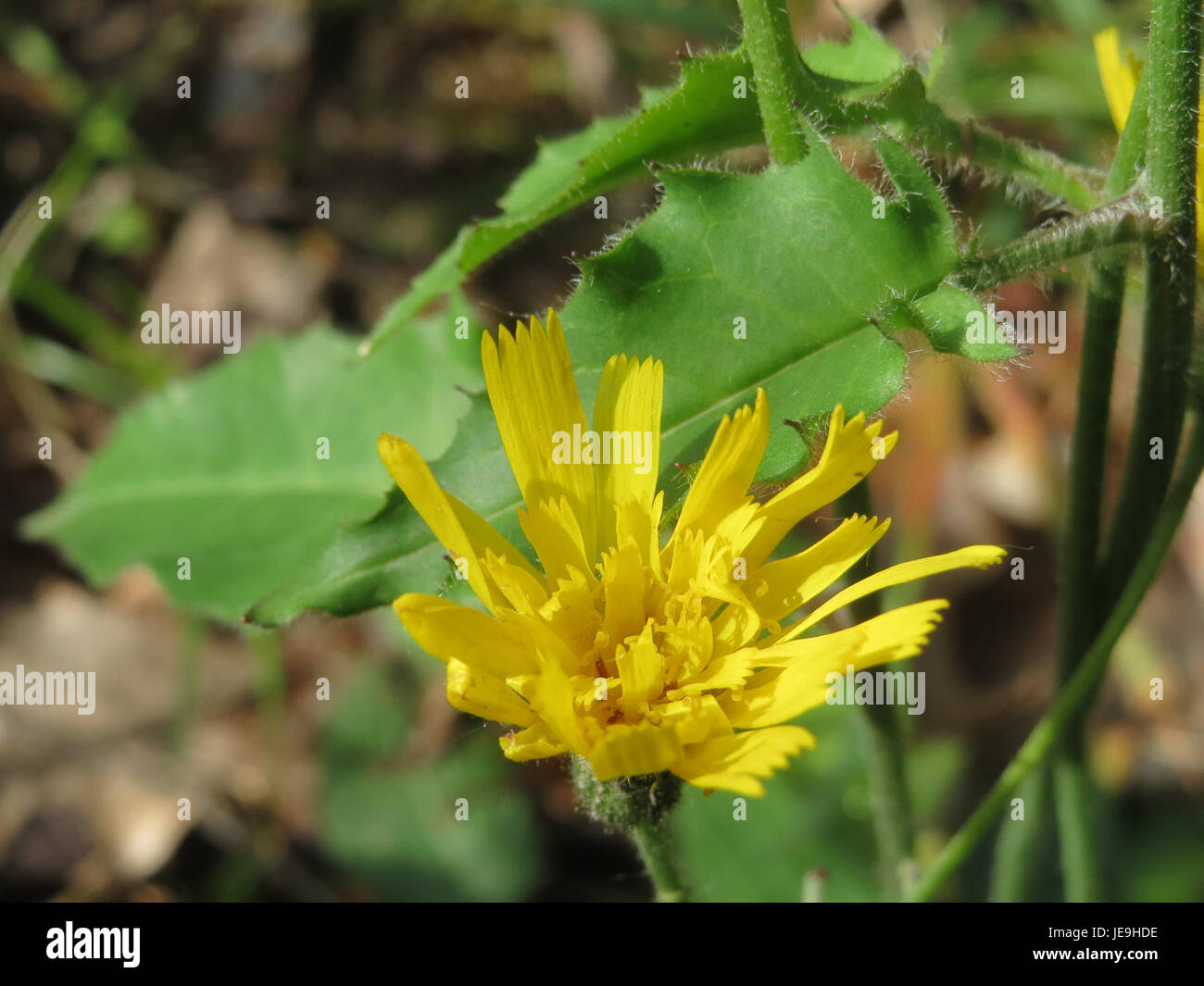 Wall hawkweed hieracium murorum hi-res stock photography and images - Alamy
