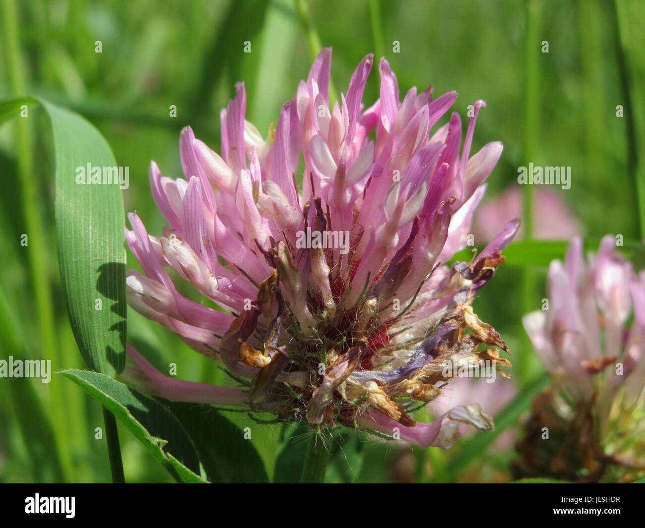 This image shows Trifolium pratense, commonly known as red clover, a ...