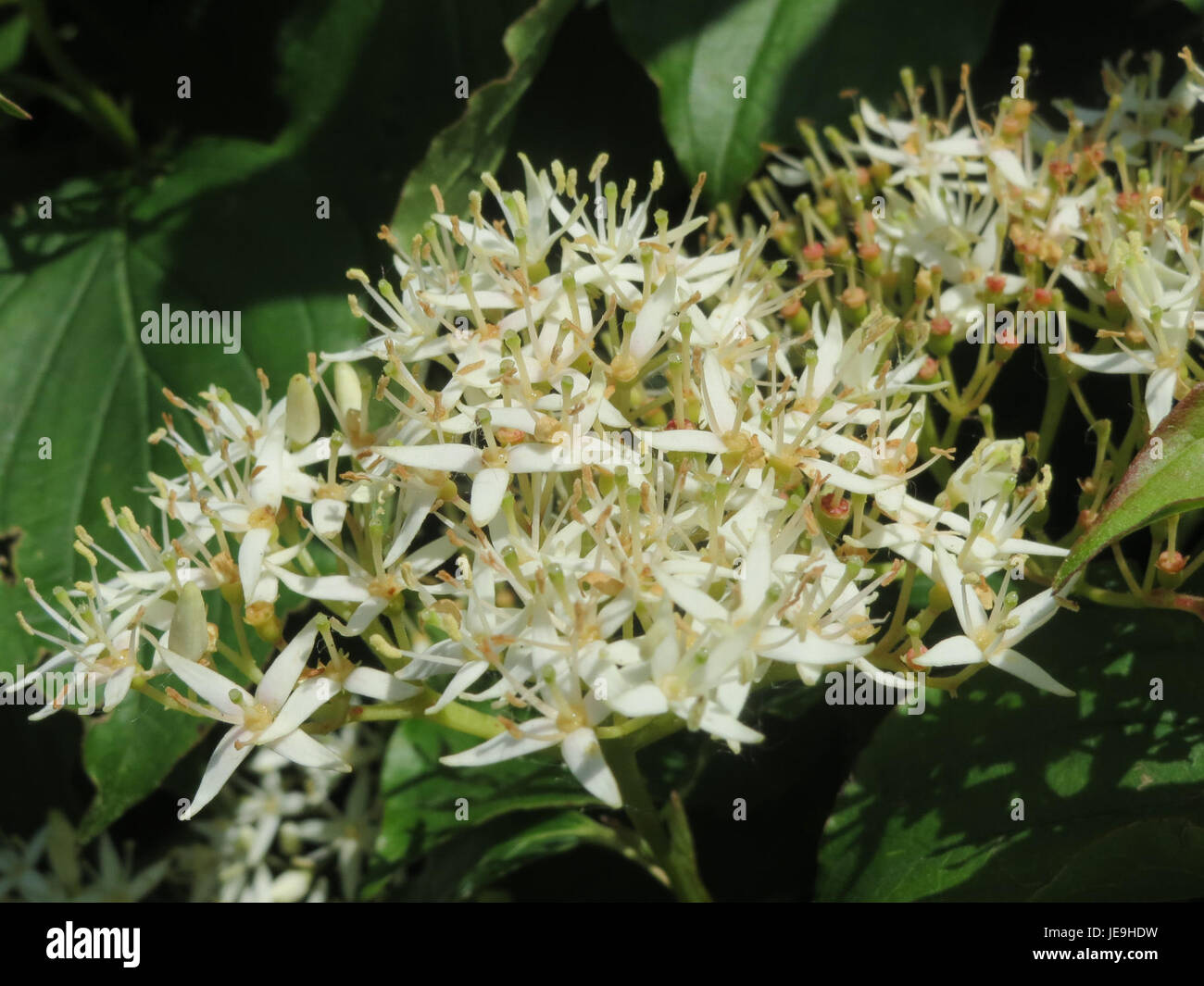 Cornus sanguinea stems winter hi-res stock photography and images - Alamy