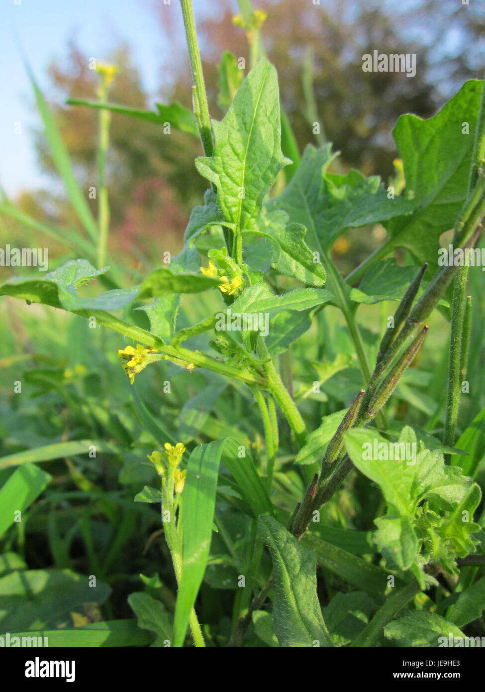 This image from October 24, 2012, shows the Weg-Rauke plant in ...
