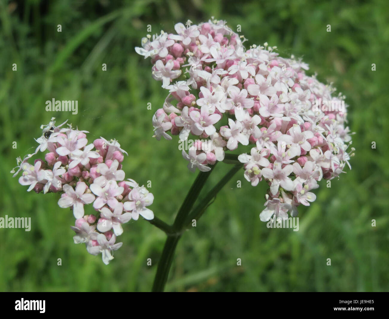 Valeriana officinalis, commonly known as valerian, is a perennial plant ...