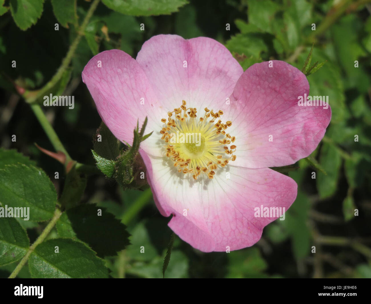 A photograph showcasing the Rosa canina, commonly known as the dog rose ...