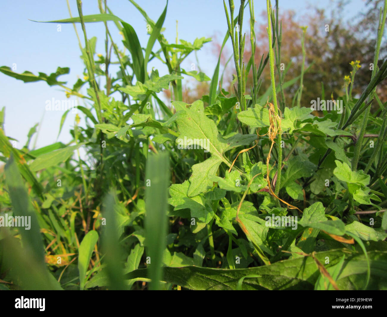 Weg-Rauke, also known as wild rocket (Eruca vesicaria), is a leafy ...