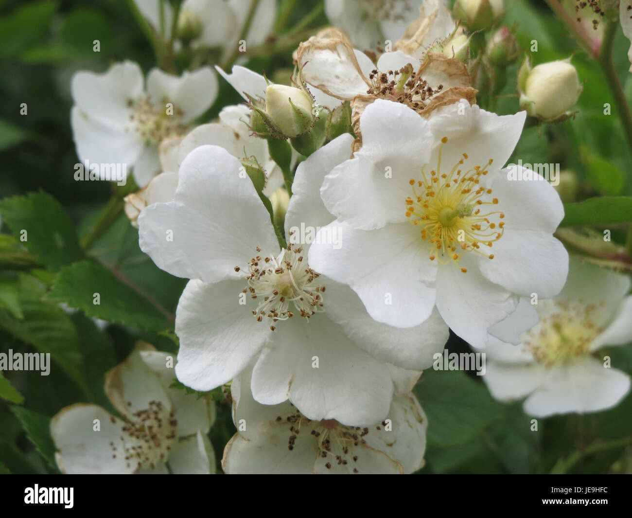 Rosa multiflora, commonly known as multiflora rose, is a deciduous ...