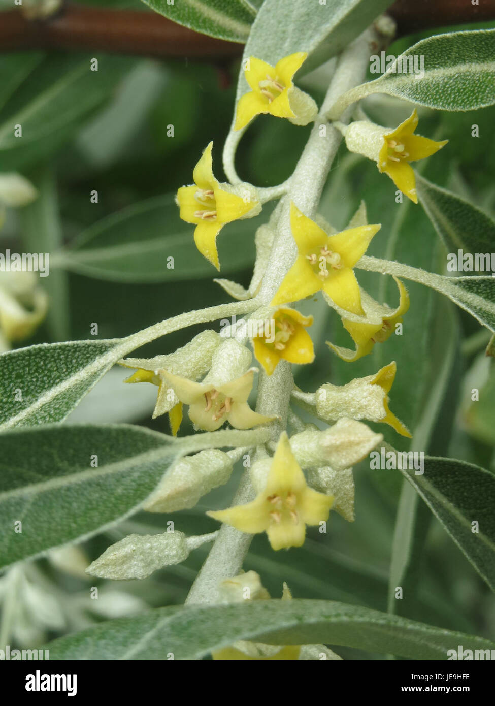 Elaeagnus angustifolia, also known as Russian olive, is a drought ...