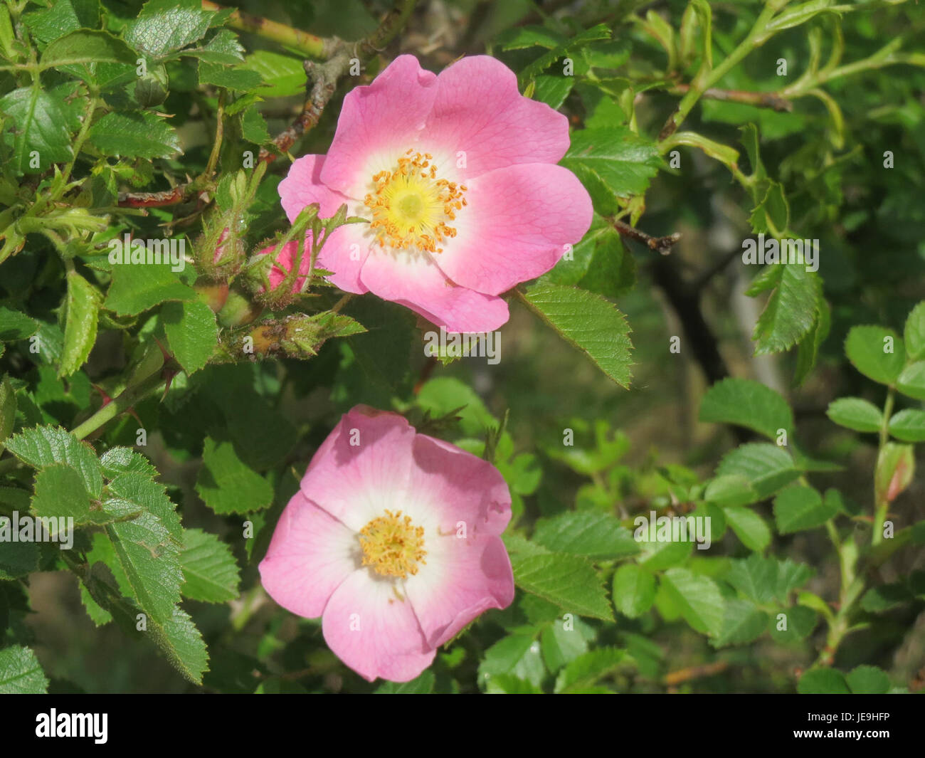 Rosa rubiginosa, commonly known as the sweet briar rose, is a deciduous ...
