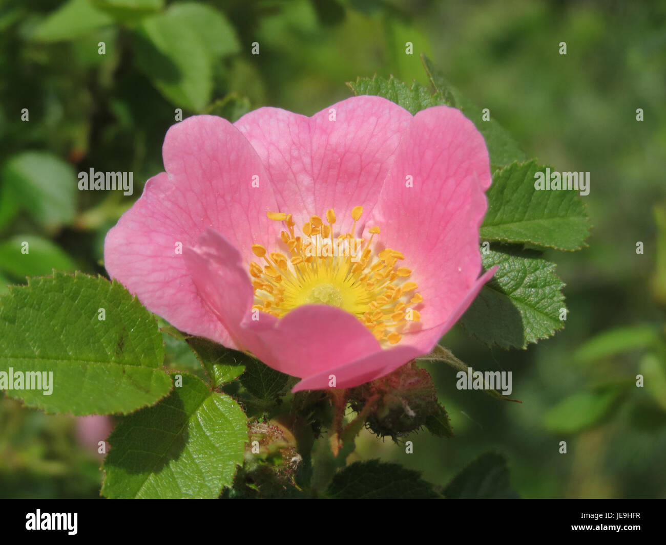 Rosa rubiginosa, also known as sweet briar rose, is a wild rose species ...