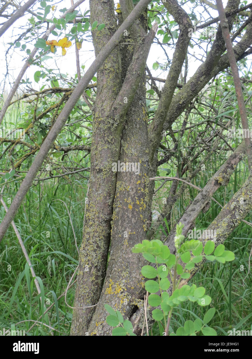 A close-up image of Colutea arborescens, commonly known as the tree ...