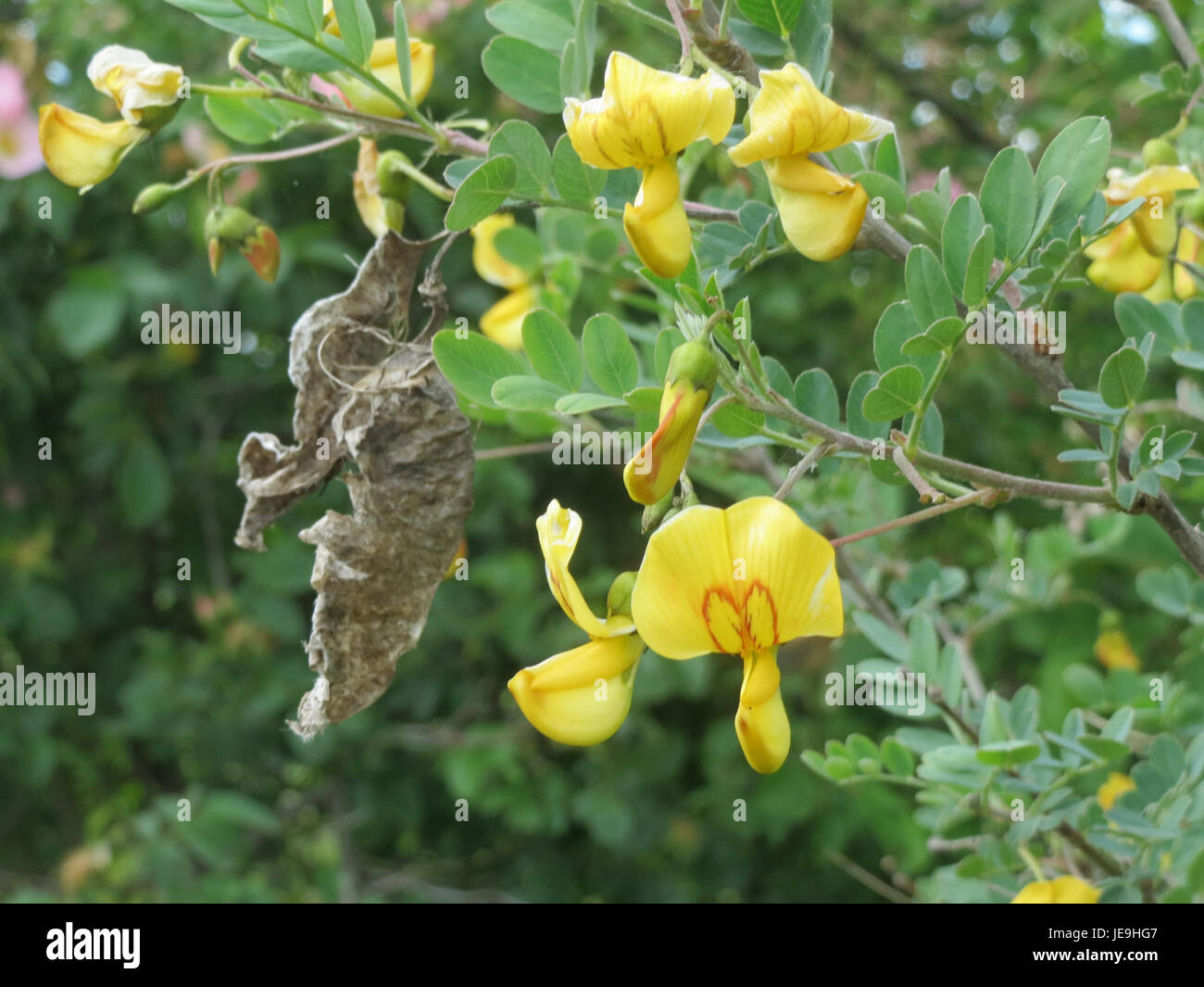 A photograph of Colutea arborescens, commonly known as the tree bladder ...