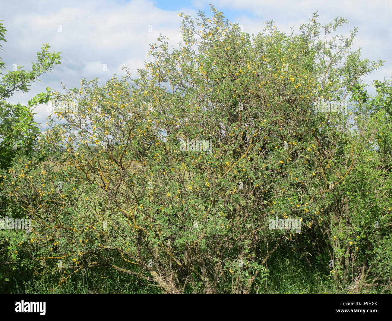 A photo of Colutea arborescens, also known as the tree bladderwort ...