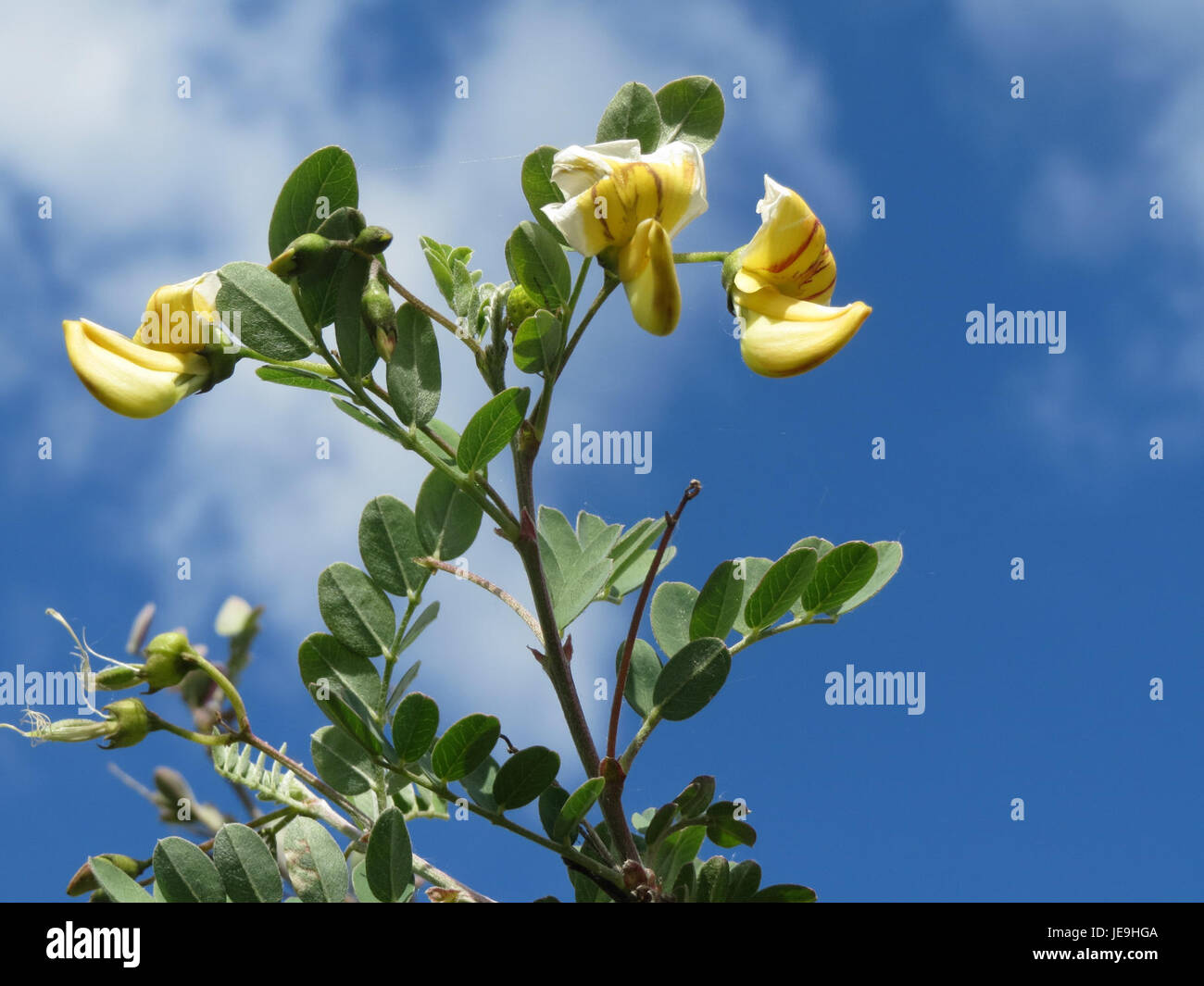 Colutea arborescens, known as tree bladderwort, is a shrub native to ...
