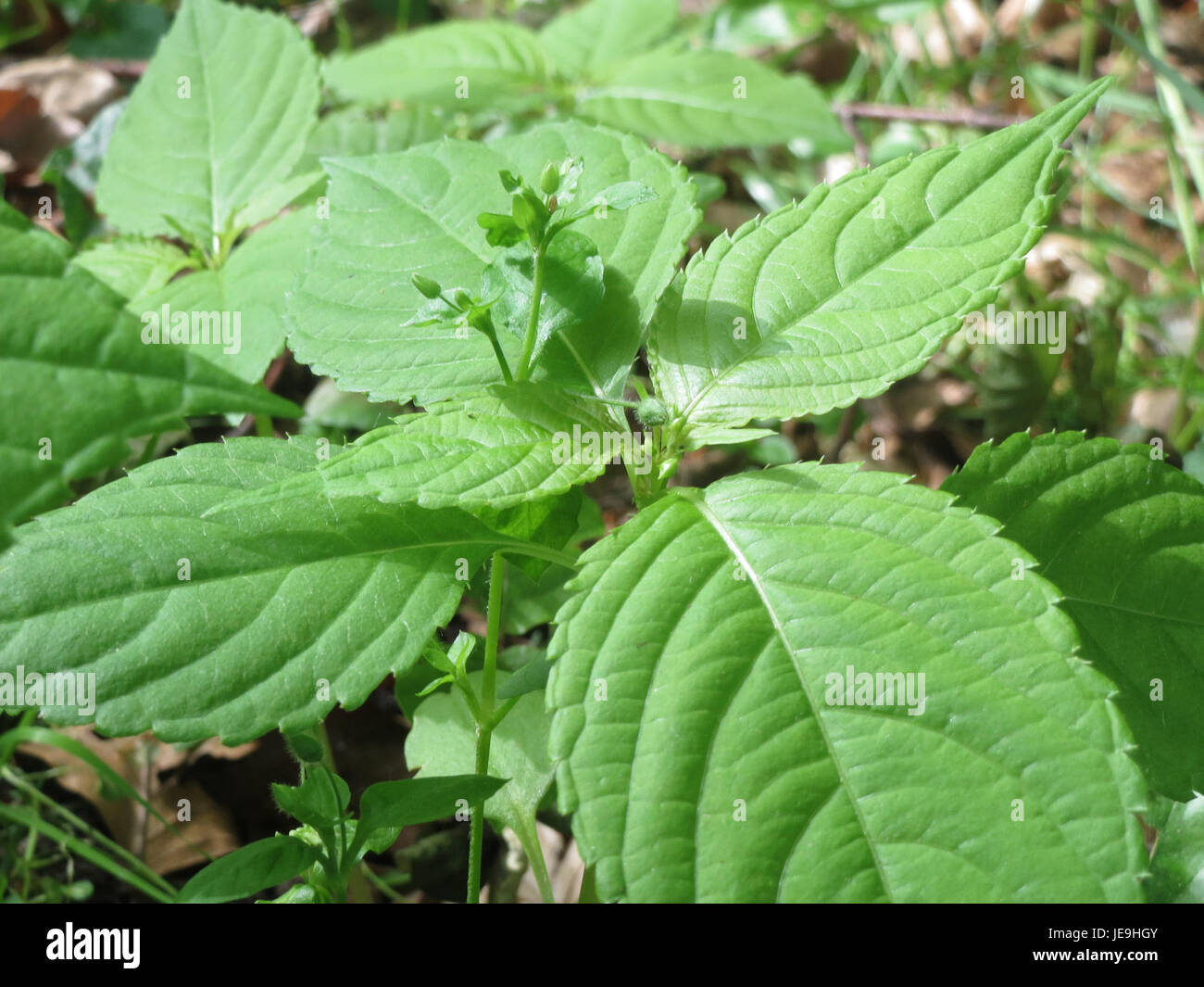 A 2014 photograph of Impatiens parviflora, showcasing the plant's ...