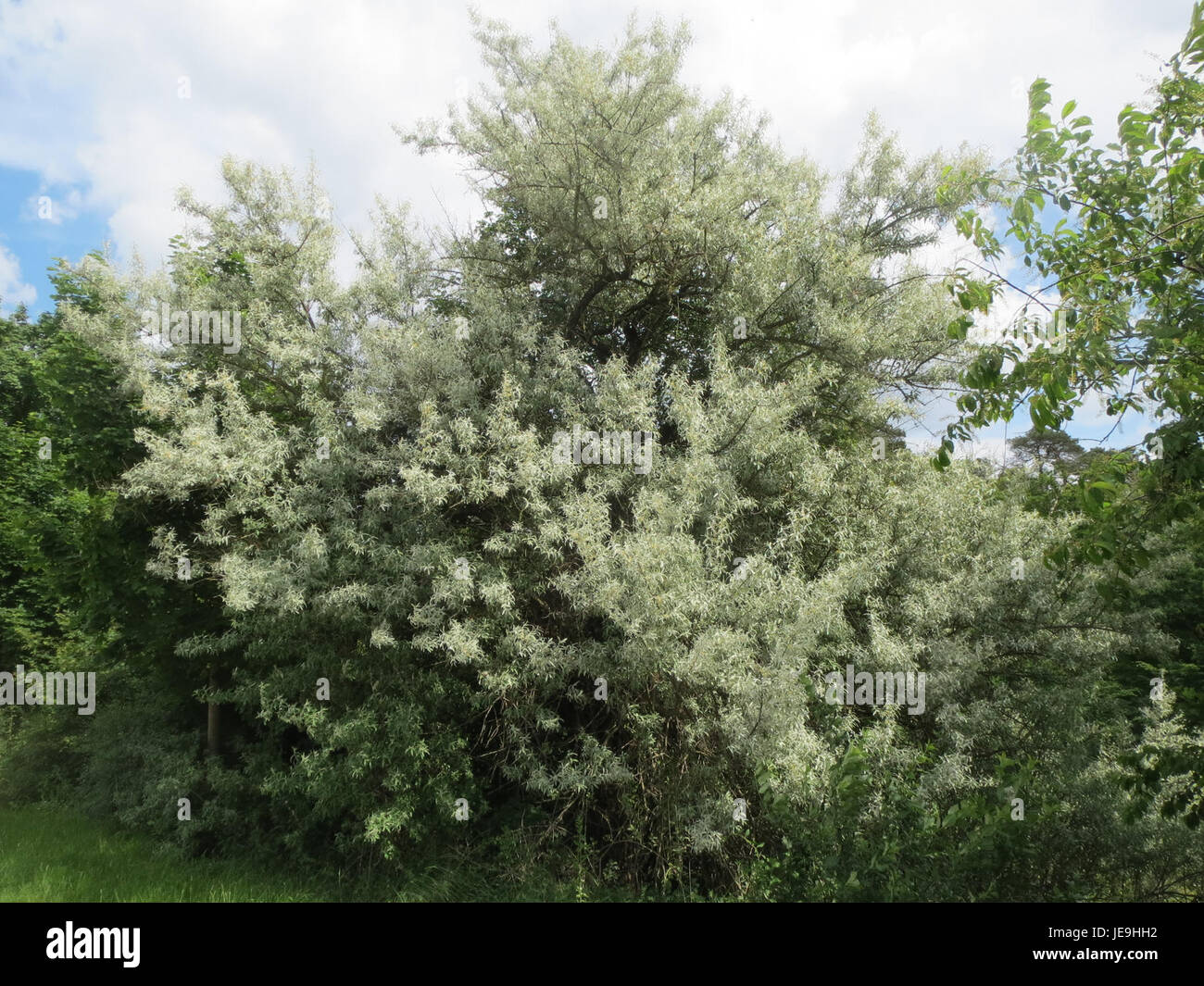 Elaeagnus angustifolia, commonly known as Russian olive, is a plant ...