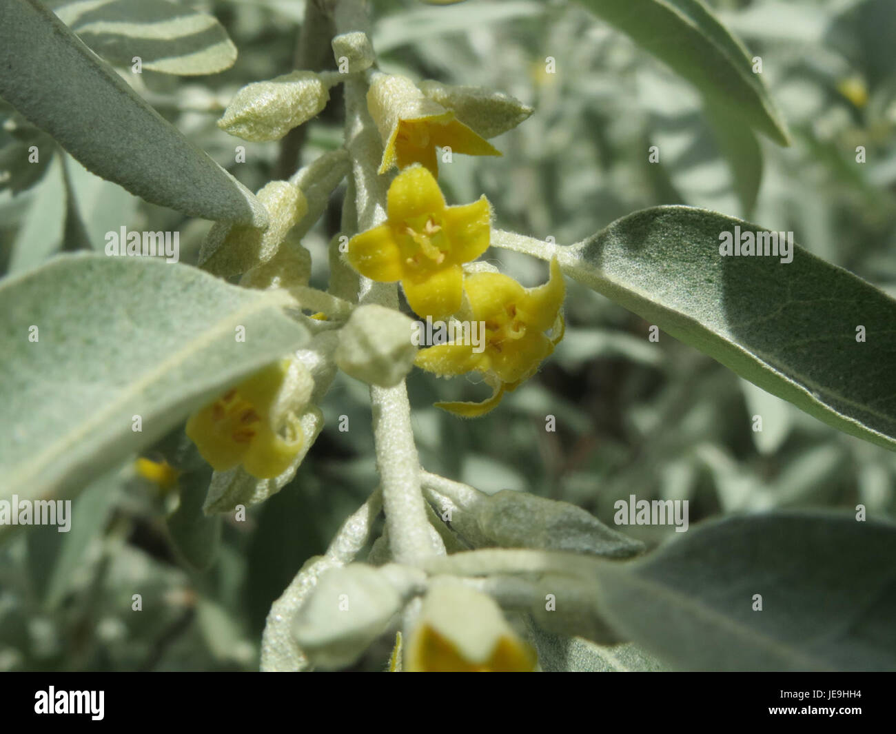 A botanical reference to Elaeagnus angustifolia, commonly known as ...